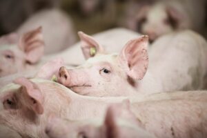 Fachliteratur zu Nachhaltigkeit und Umweltschutz » Tierwohl: Schwein gehabt